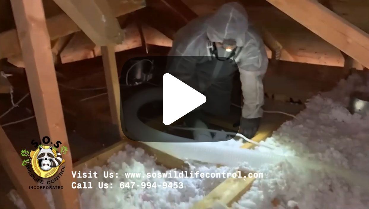 Attic Insulation Removal and Replacement Services